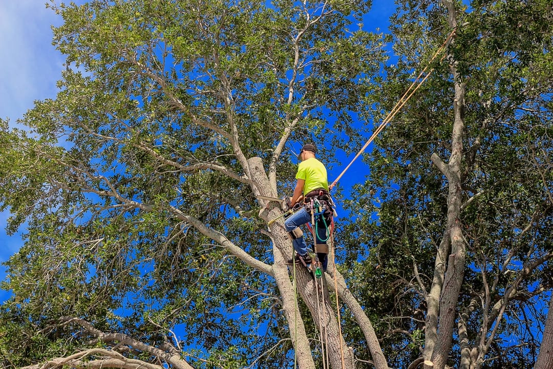 Tree Surgeons: Who They Are and What They Do - Canopy Tree and Land Company